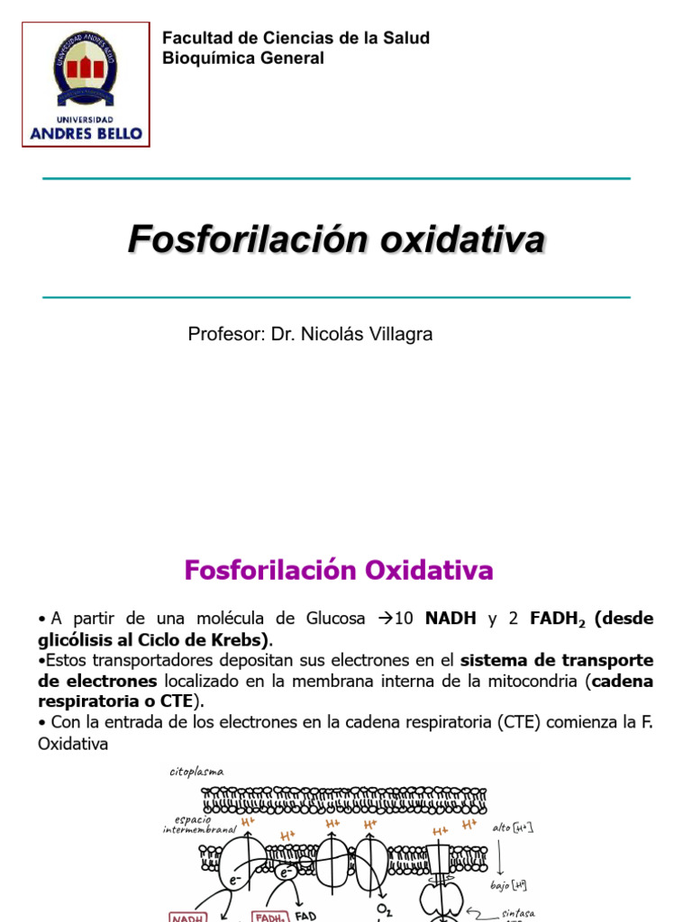 Clase Fosforilacion oxidativa | PDF | Cadena de transporte de electrones | Trifosfato de adenosina