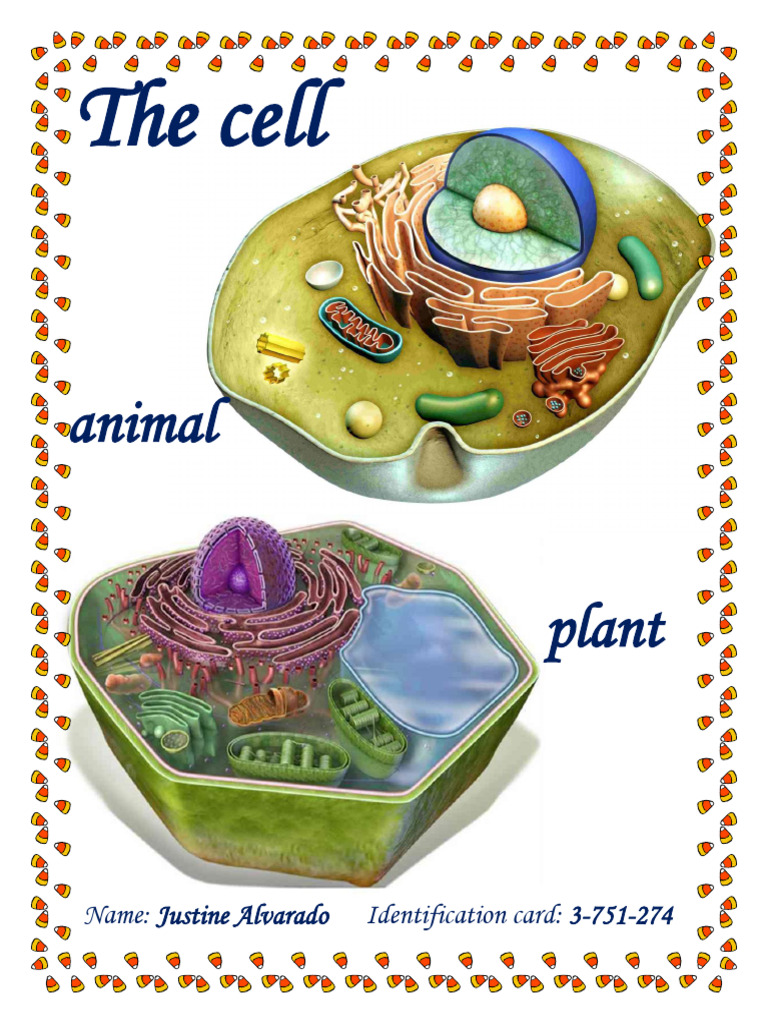 Cell Copies | PDF | Cell (Biology) | Endoplasmic Reticulum