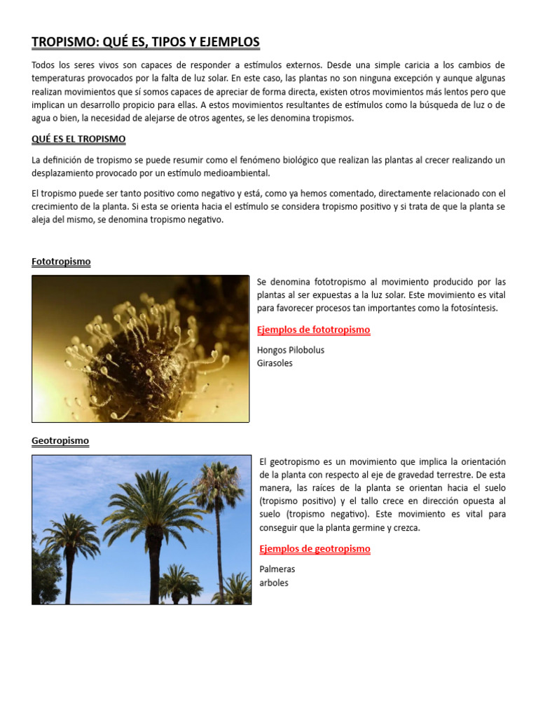 TROPISMO Actividad | PDF | Tecnología