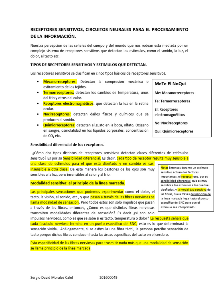 Circuito Reverberante en Receptores Sensitivos | PDF | Sinapsis | Neurona