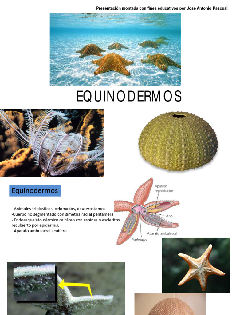 Equinodermos | PDF