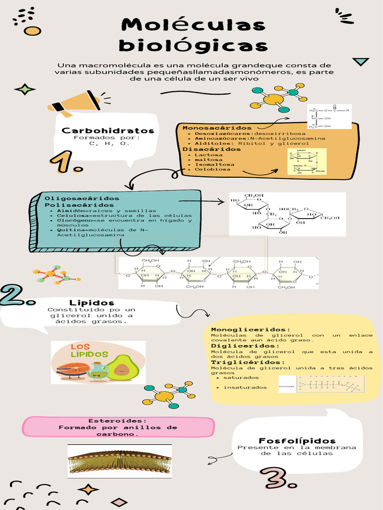 Infografía Macromoleculas | PDF