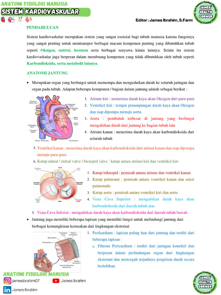Anatomi dan Fungsi Sistem Kardiovaskular | PDF | Seni