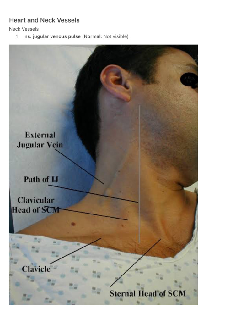 Heart-and-Neck-Vessels Notes | PDF