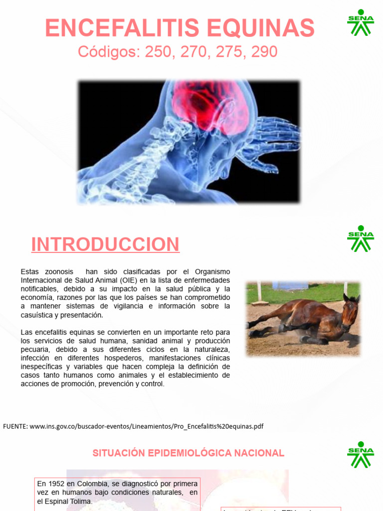 Encefalitis Equina | PDF
