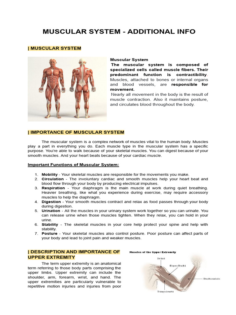 GROUP 2 - MUSCULAR SYSTEM For Checking | PDF