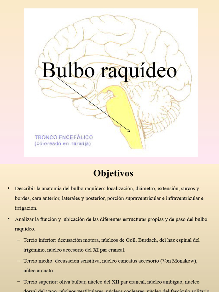 Anatomía y Funciones del Bulbo Raquídeo | PDF | Cerebro | Anatomía humana
