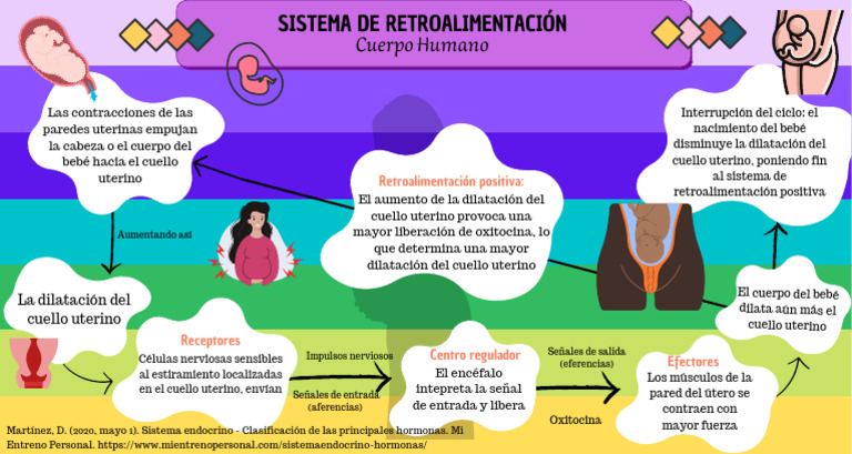 Sistema de Retroalimentación Positivo | PDF | Sistema endocrino ...