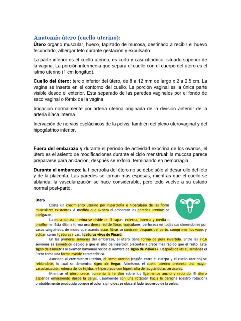 Anatomía útero Pdf