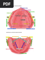 Tabla de Medidas para Dientes Permanentes | PDF | Anatomia dental | Diente
