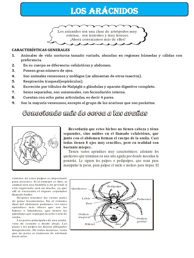 Los-Aracnidos(1) (1) | PDF | Araña | Arácnidos