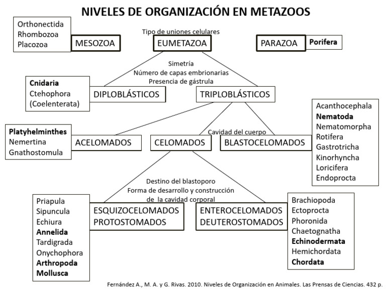 Clasificación de Metazoos y Estructura | PDF