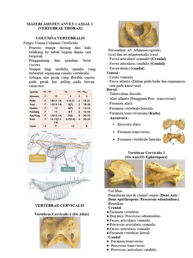 Ossa Vertebrae | PDF
