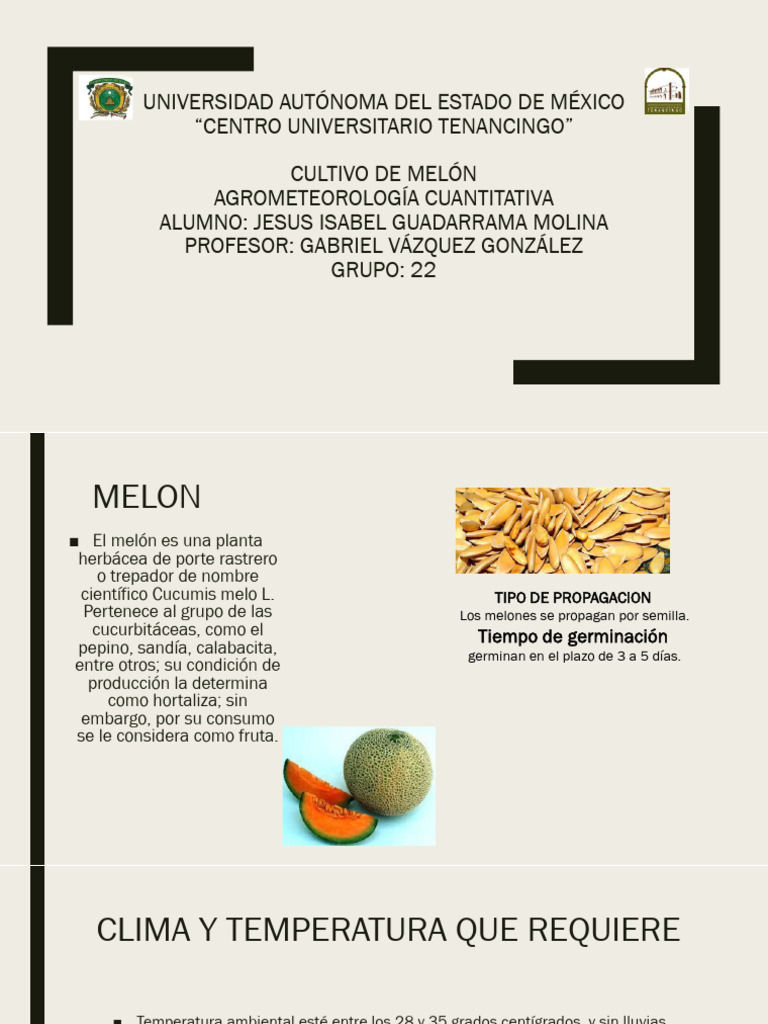 Clima y Cultivo del Melón | PDF | Suelo | Agricultura