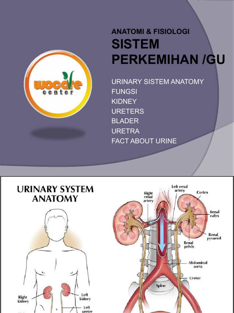 Anatomy Gu | PDF | Urine | Kidney