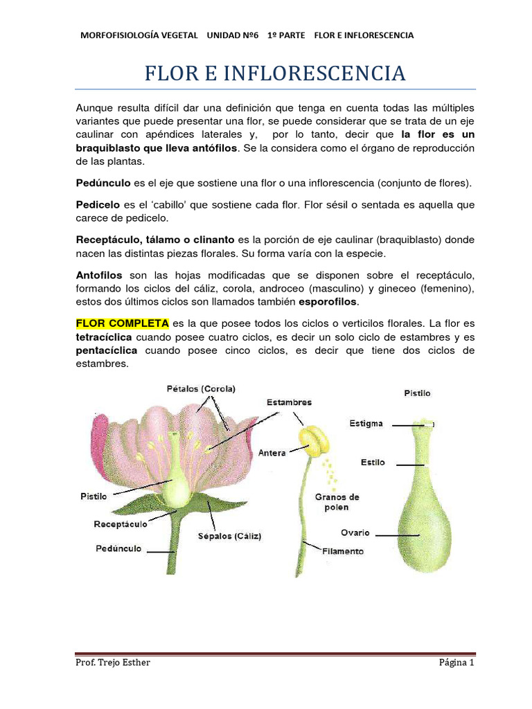 Unidad Nº6 1º Parte Flor e Inflorescencia | PDF | Flores | Ramas de la botánica