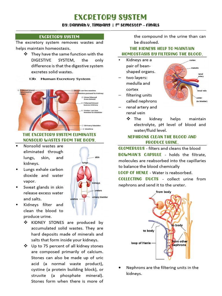 REVIEWER Excretory System | PDF | Kidney | Abdomen