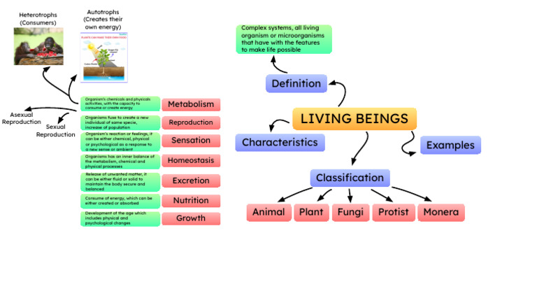 Visual Organizer Mind Map of Living Beings | PDF | Organisms | Biology