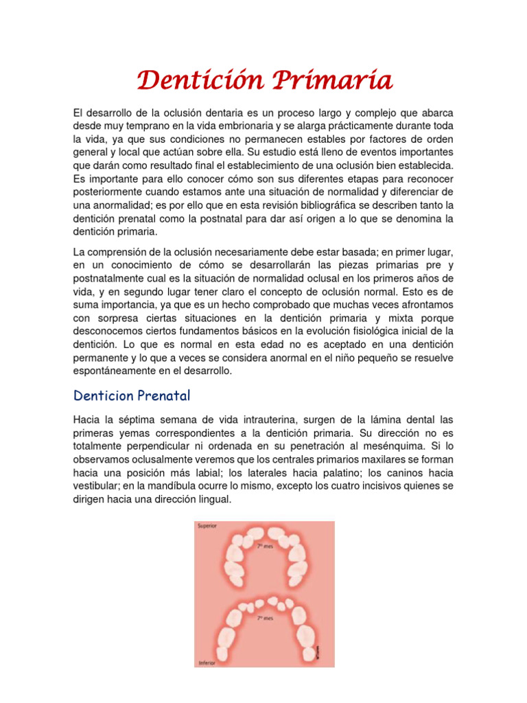 Desarrollo de la Dentición Primaria | PDF | Diente | Odontología