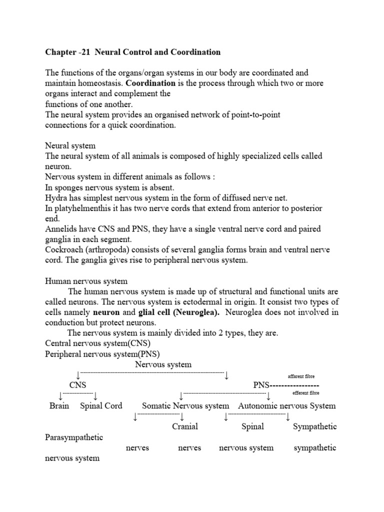 Neural Control and Co Ordination | PDF | Chemical Synapse | Nervous System
