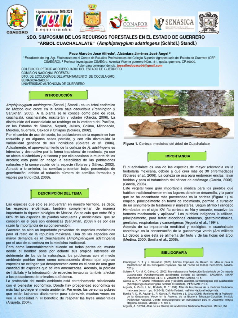 ÁRBOL CUACHALALATE (Amphipterygium adstringens (Schltdl.) Standl ...