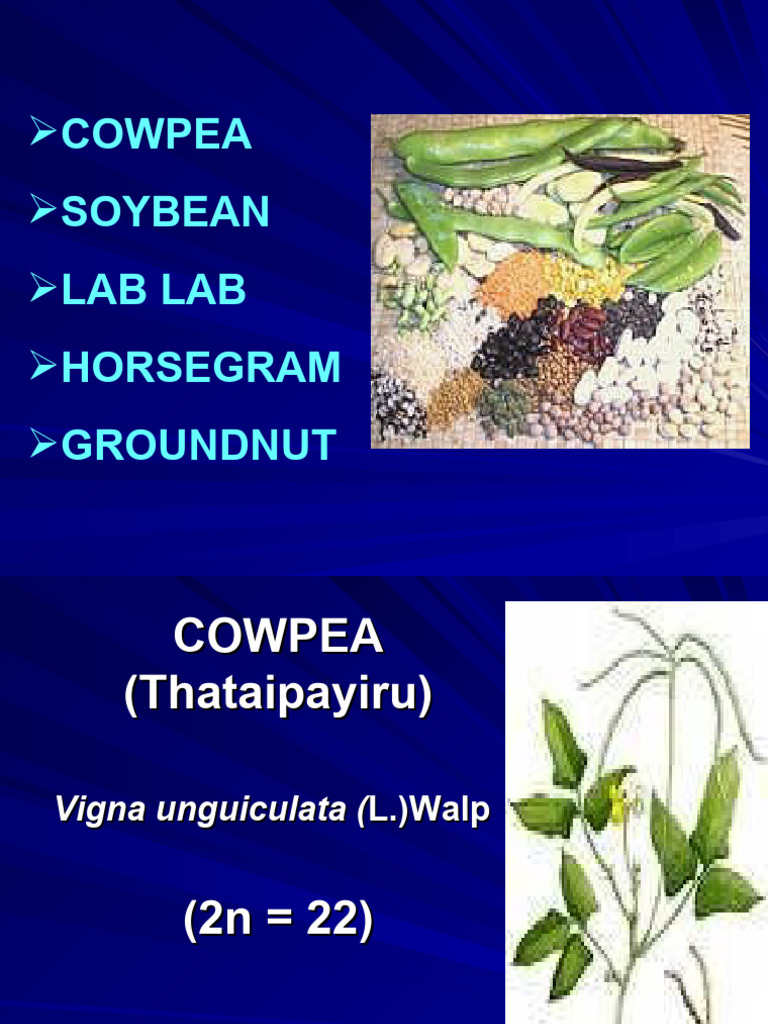 LECTURE 8-COWPEA, Soybean, Horsegram, Lab Lab | PDF | Agriculture ... LECTURE 8-COWPEA, Soybean, Horsegram, Lab Lab | PDF | Agriculture ...
