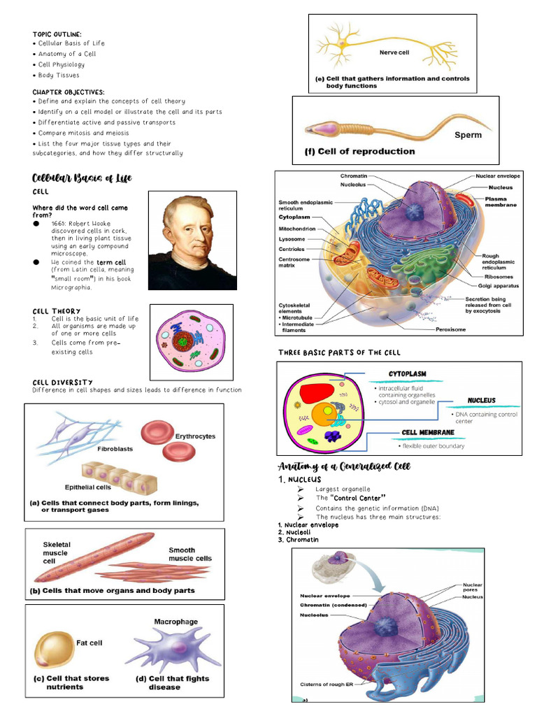 Bmed 105 Cells and Tissues (Notes) | PDF | Cell Membrane | Epithelium