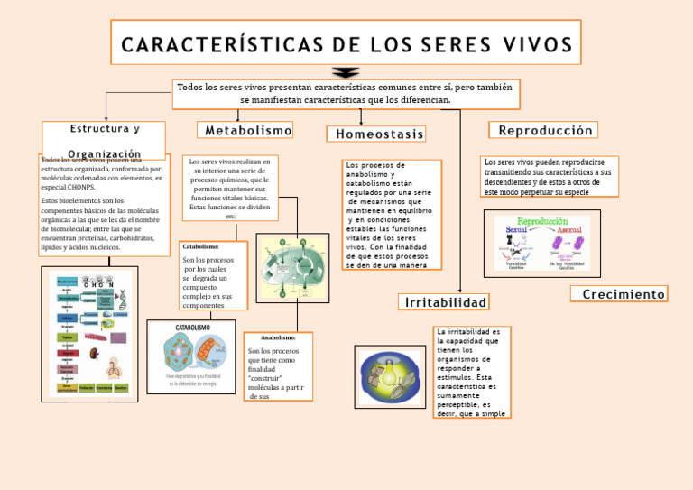 Mapa Conceptual de Las Caracteristicas de Los Seres Vivos 2 | PDF