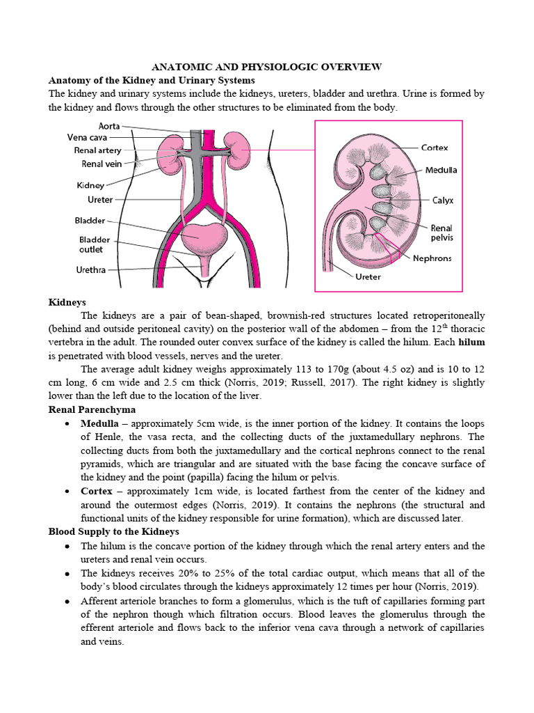 Anatomic and Physiologic Overview | PDF | Kidney | Urinary System
