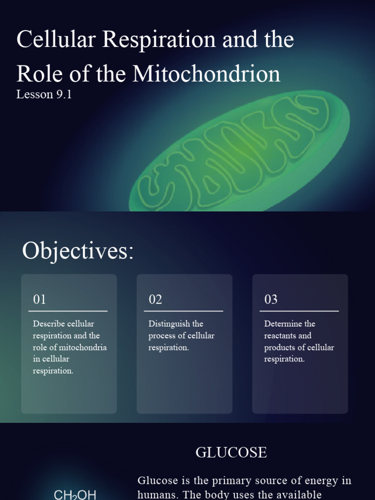 Lesson-9 1 | PDF | Cellular Respiration | Mitochondrion