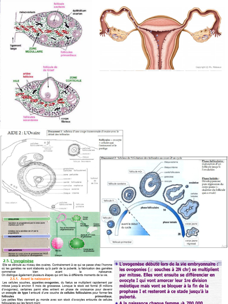 rep fem | PDF | Méiose | Processus biologiques