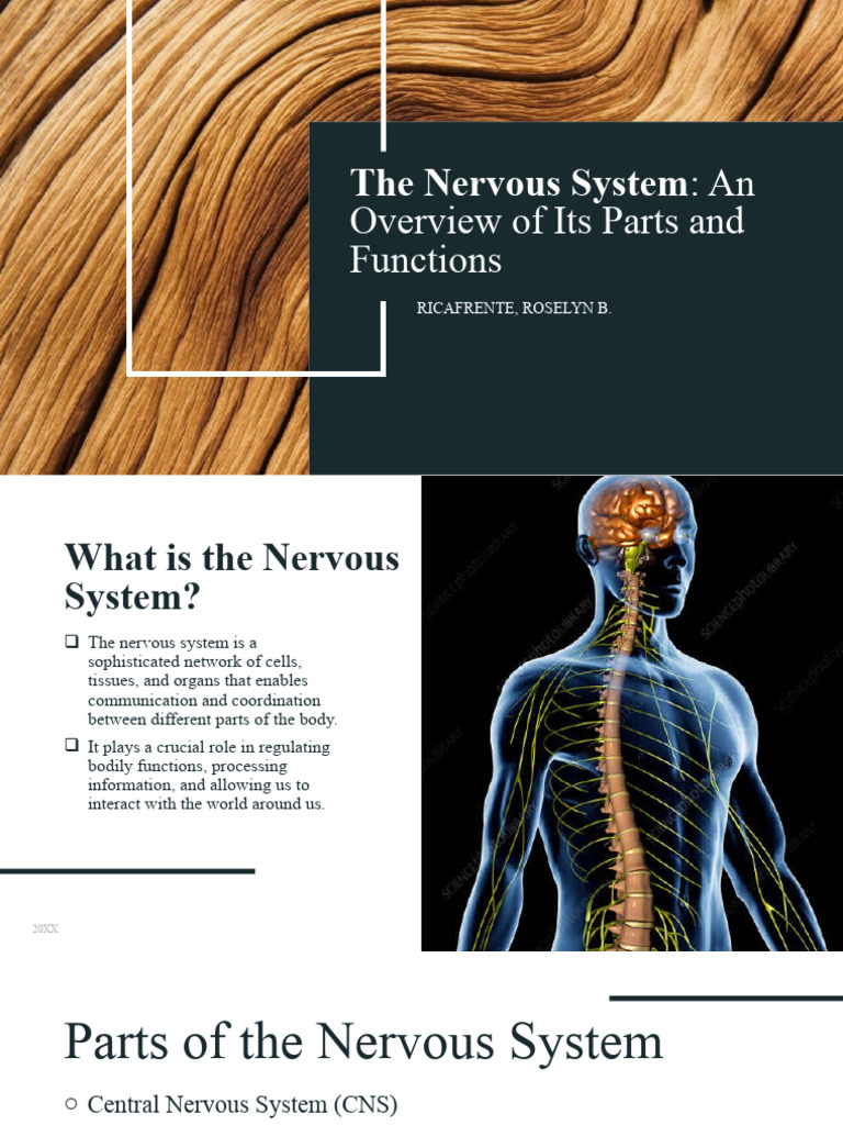 The Nervous System-Presentation | PDF | Nervous System | Central ...