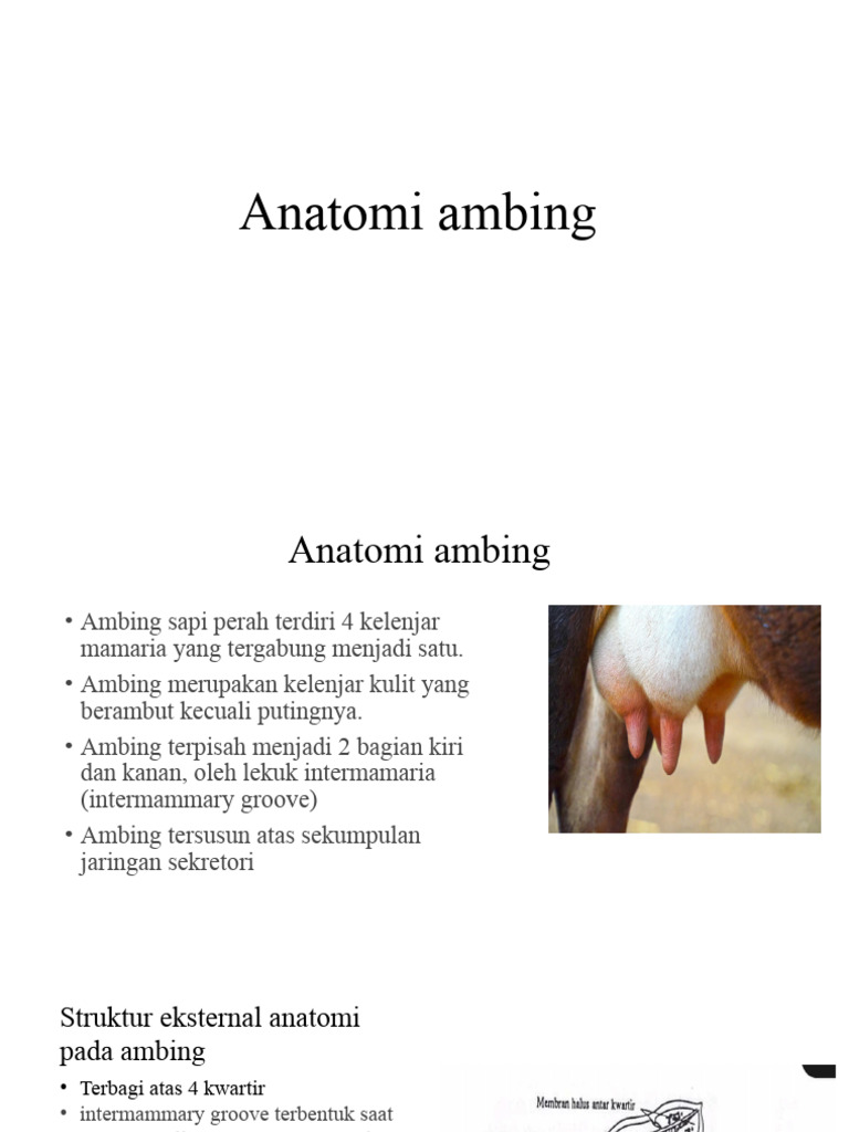 Anatomi Ambing | PDF