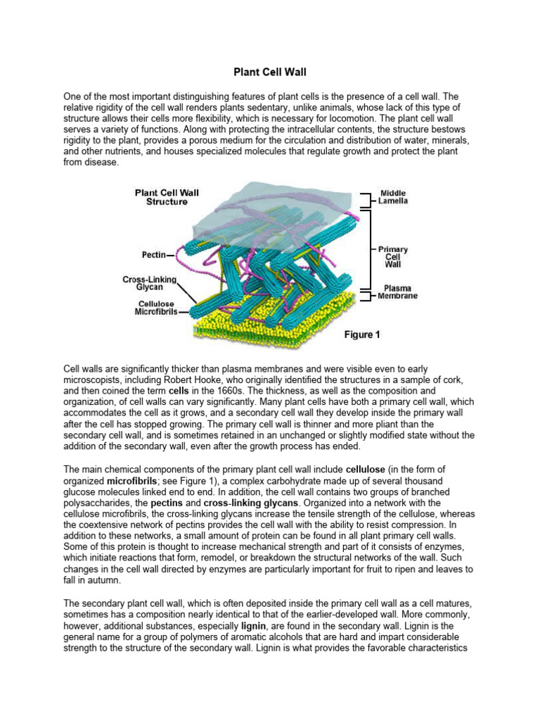 Plant Cell Wall | PDF | Cell Wall | Cell (Biology)