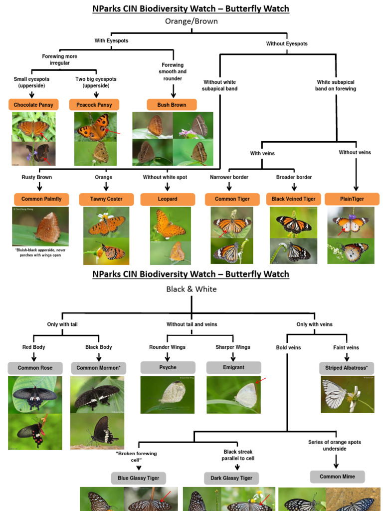 Butterfly Watch ID Guide | PDF | Butterfly | Lepidoptera