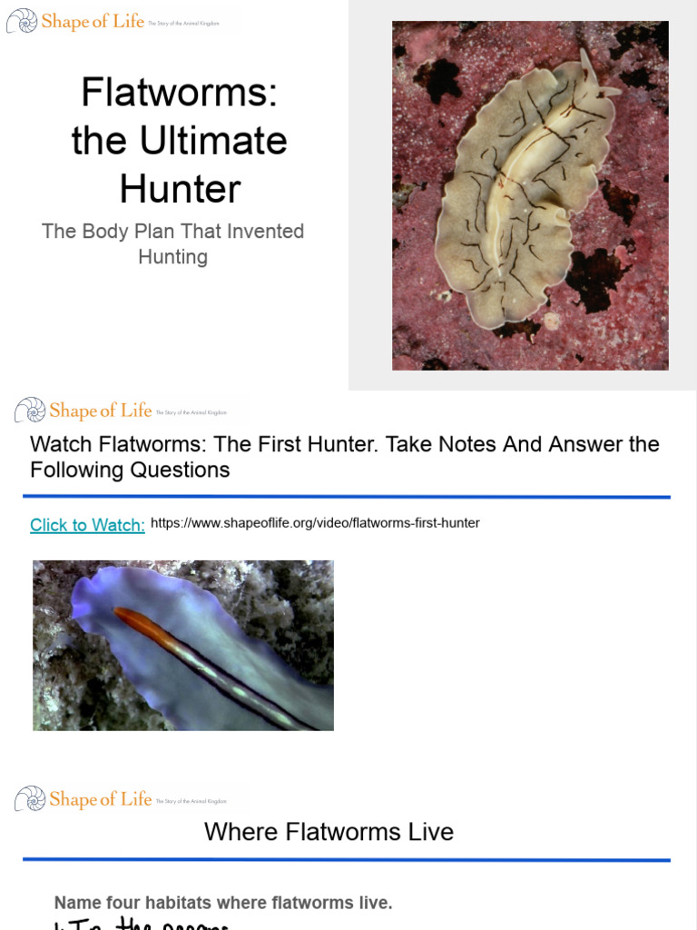 Lab 3, Flatworms | PDF | Science & Mathematics