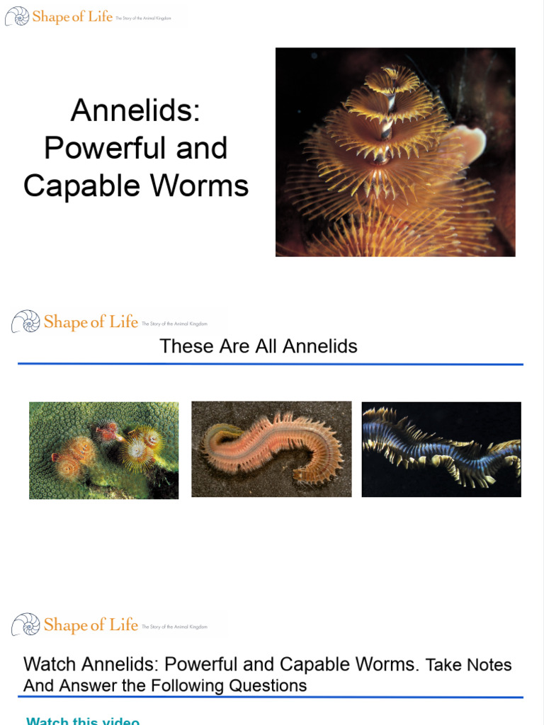 Annelids: Adaptations and Characteristics | PDF | Earth Sciences