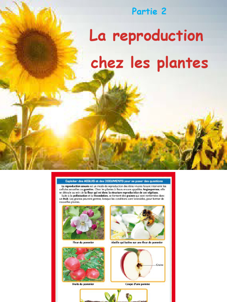 Reproduction des angiospermes expliquée | PDF | Fleurs | Système ...