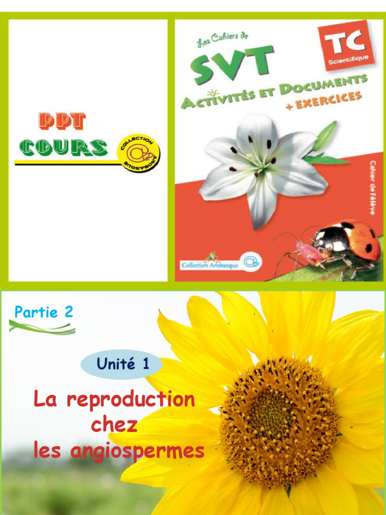 Reproduction des Angiospermes expliquée | PDF | Pollinisation | Fleurs