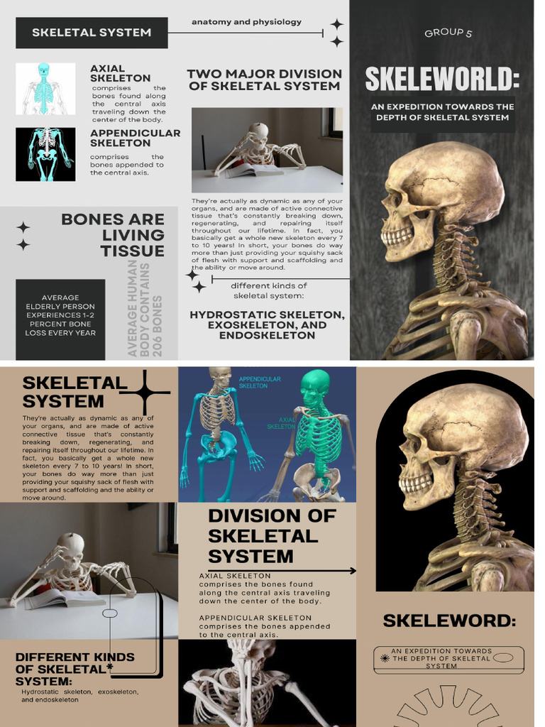 Brochure Skeletal System | PDF