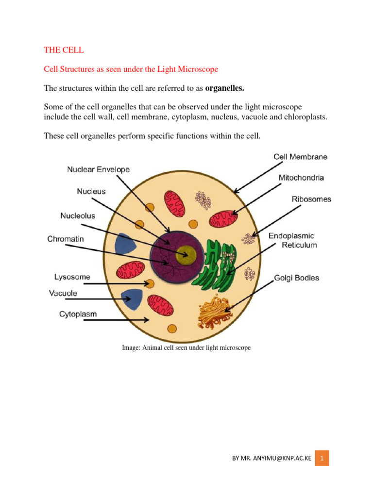 The Cell | PDF | Tissue (Biology) | Cytoplasm