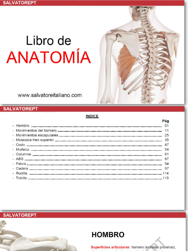 Libro Anatomia 2 | PDF