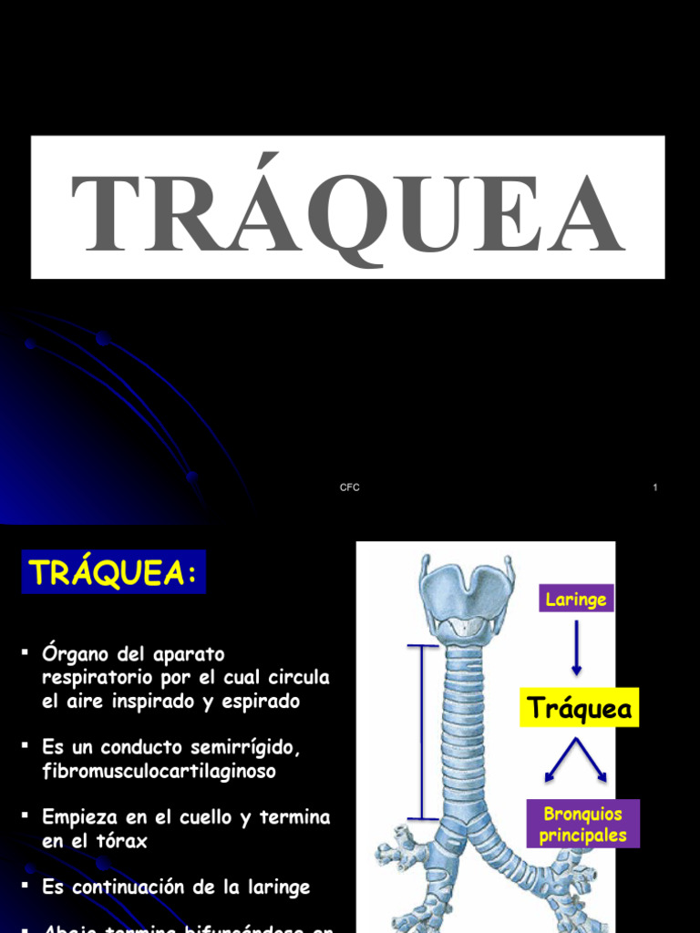 TRÁQUEA | PDF