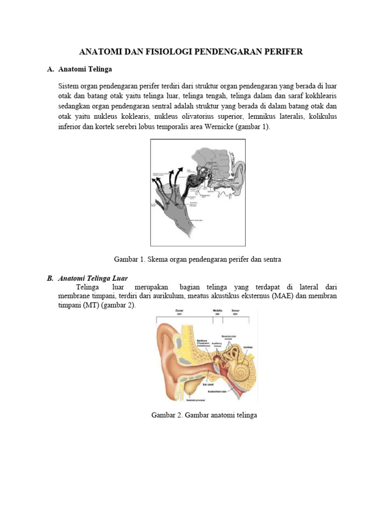 Anatomi dan Fisiologi Pendengaran Perifer | PDF | Kesehatan Holistik