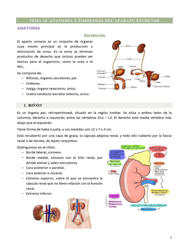 Tema 10. Anatomía y Fisología Del Aparato Excretor | PDF | Riñón | Sistema urinario