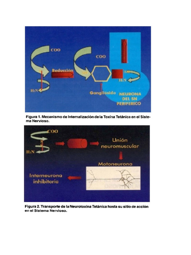 Clostridium Tetani | PDF