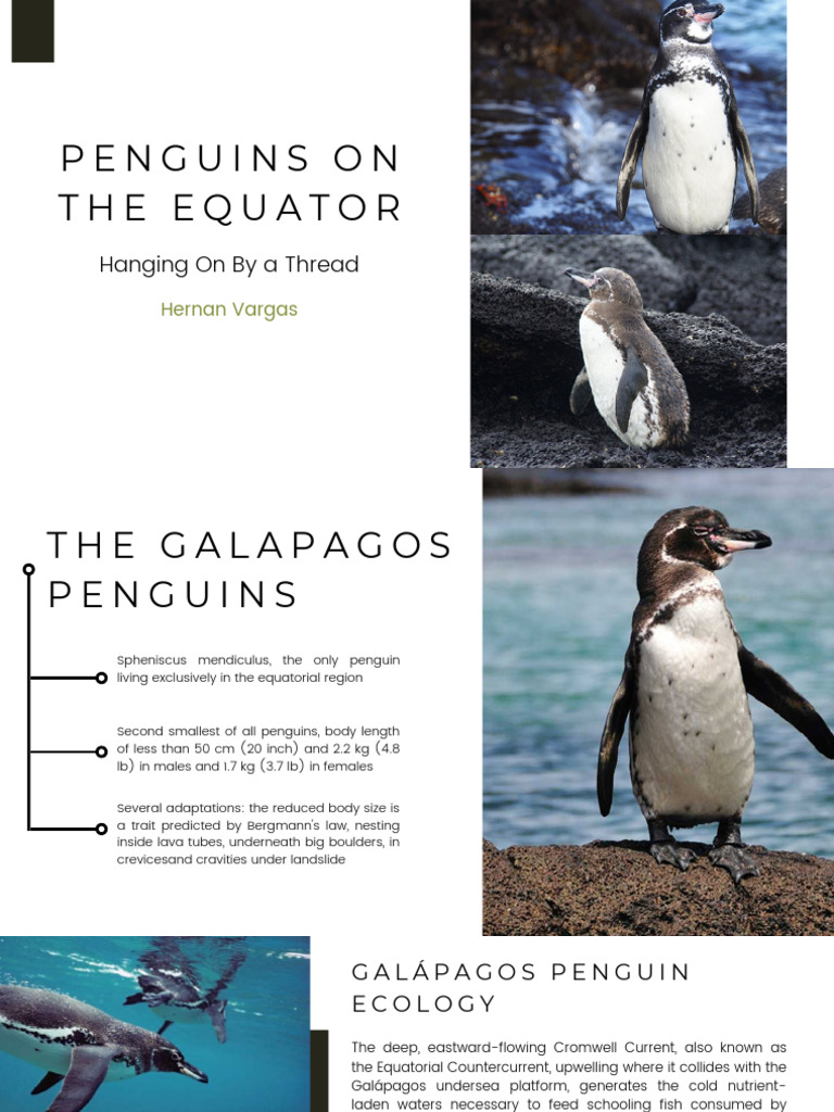 Penguins | Download Free PDF | Galápagos Islands