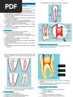 Anatomia do Dente 27: Molar Superior | PDF | Raiz | Dente