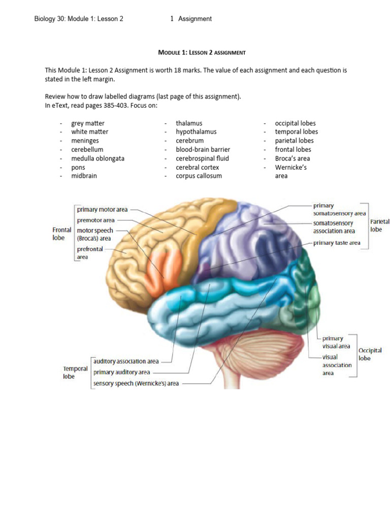 b30 m1 l02 Assignment | PDF | Central Nervous System | Brain