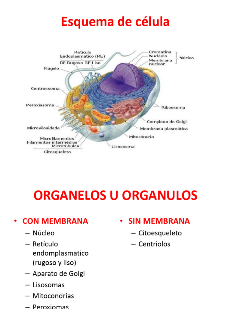 ORGANELOS | PDF | Lisosoma | Nucleo celular